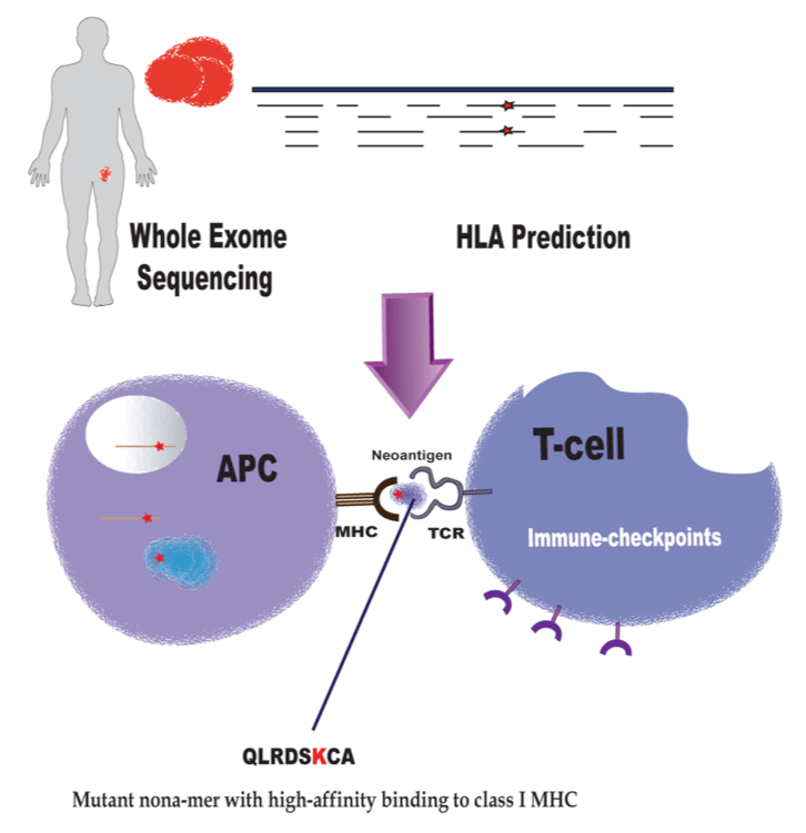 What are Cancer Neoantigens? The Link Between Neoantigens and ...