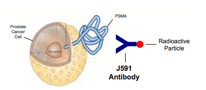 Using Radiation, Radioimmunotherapy and Radioactive Isotopes such as ...